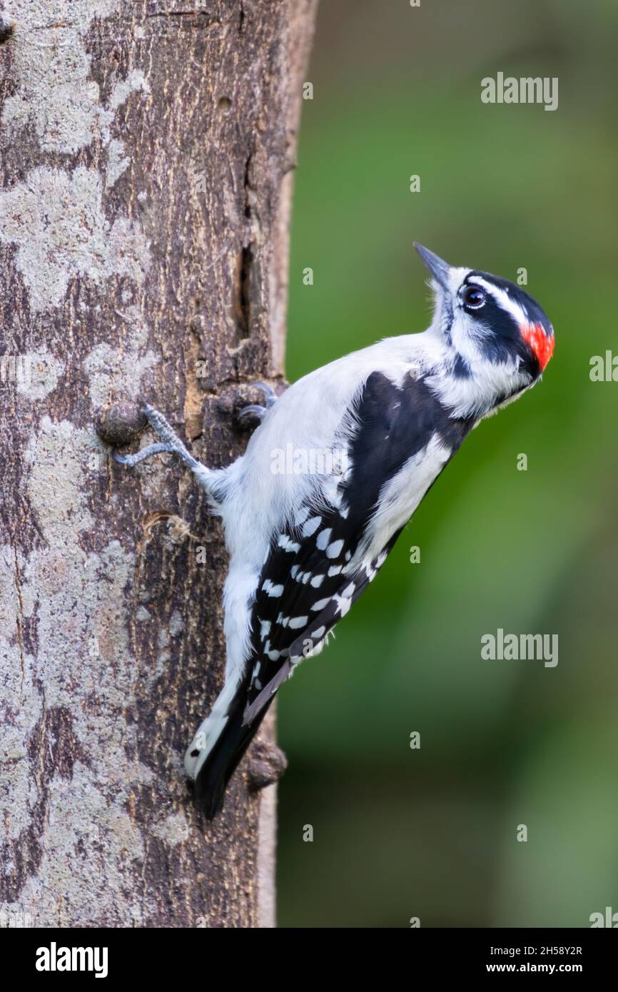 The downy woodpecker (Dryobates pubescens) feeding oh the dead tree ...