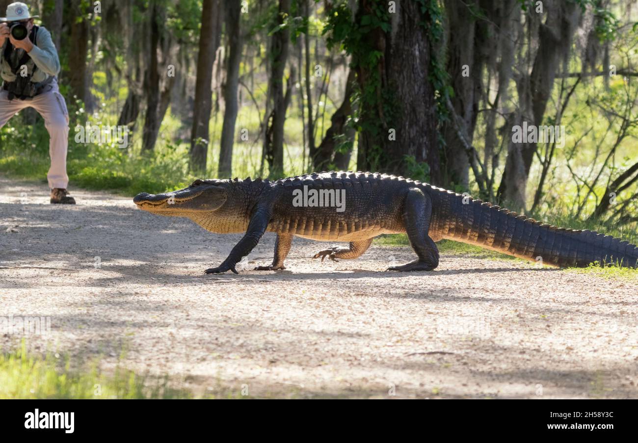 American alligator walking hi-res stock photography and images - Alamy