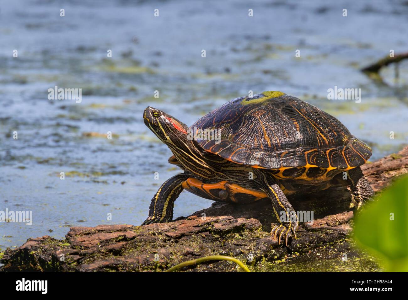 Texas turtles hi-res stock photography and images - Alamy