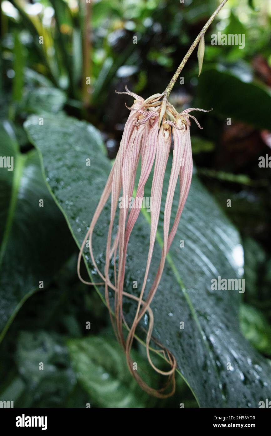 Bulb longissimum hi-res stock photography and images - Alamy