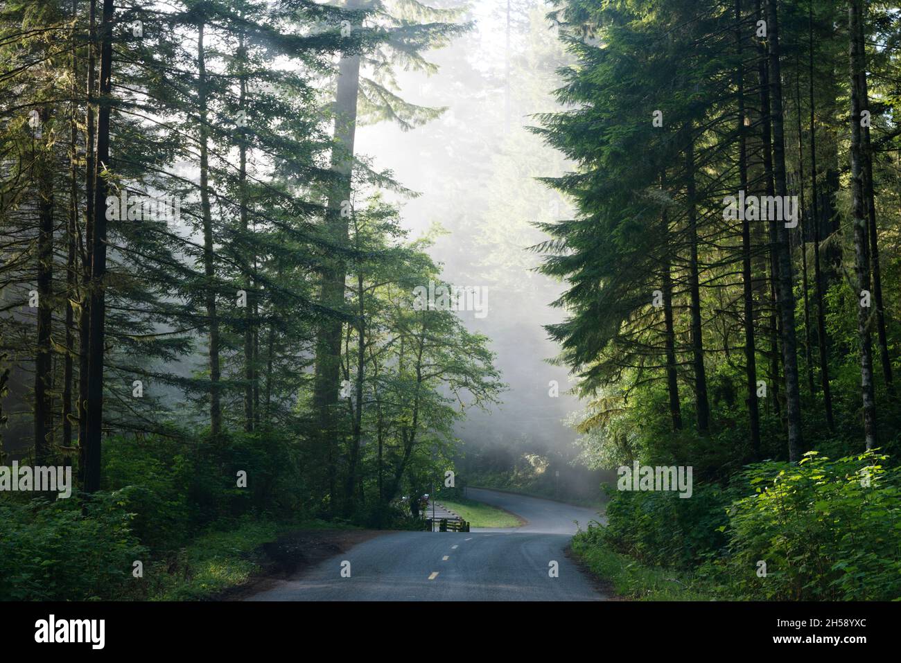 Lady Bird Johnson Grove in Northern California. Original image from ...