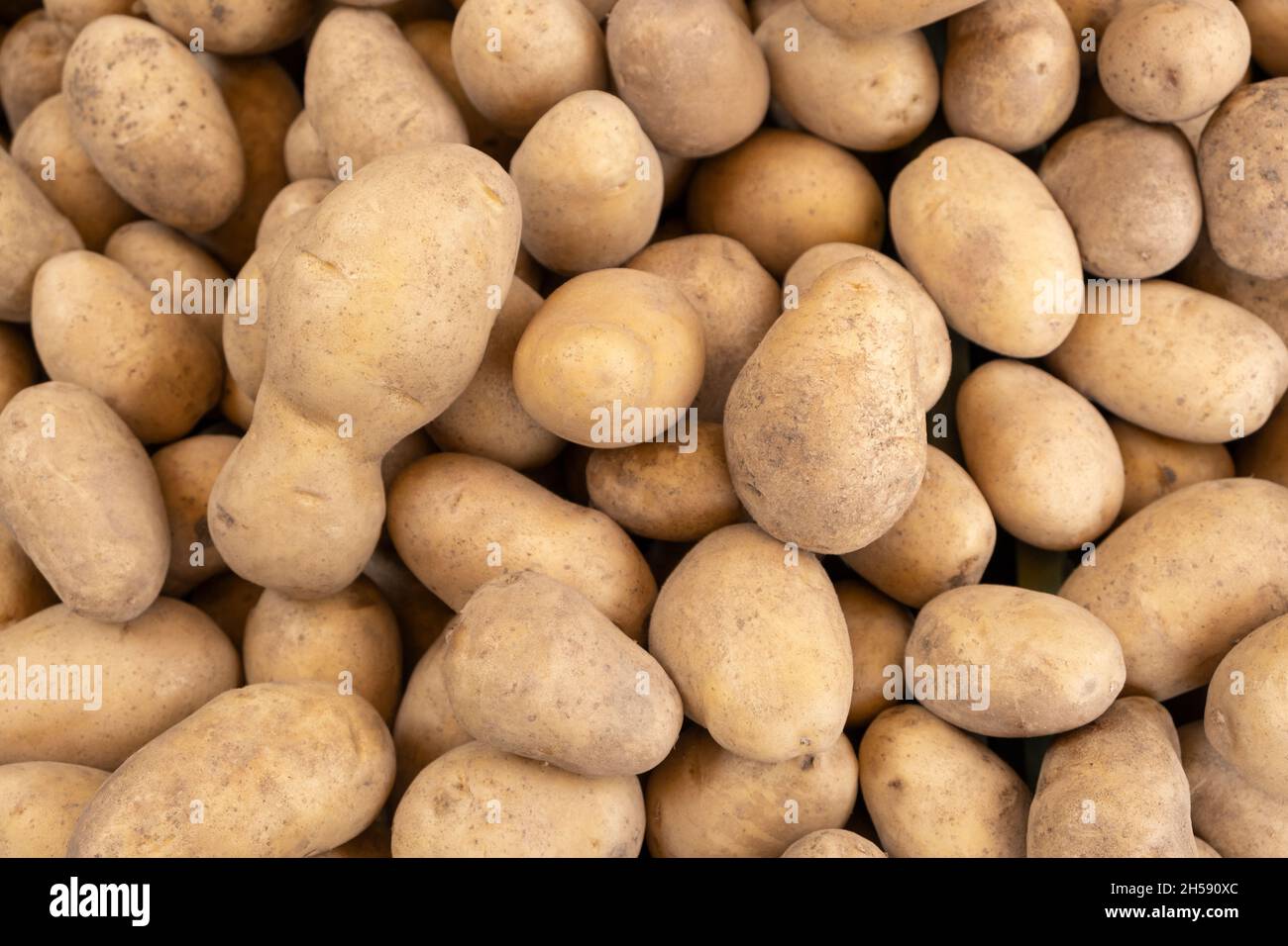 Heap of white potatoes, top view Raw Food background Stock Photo - Alamy