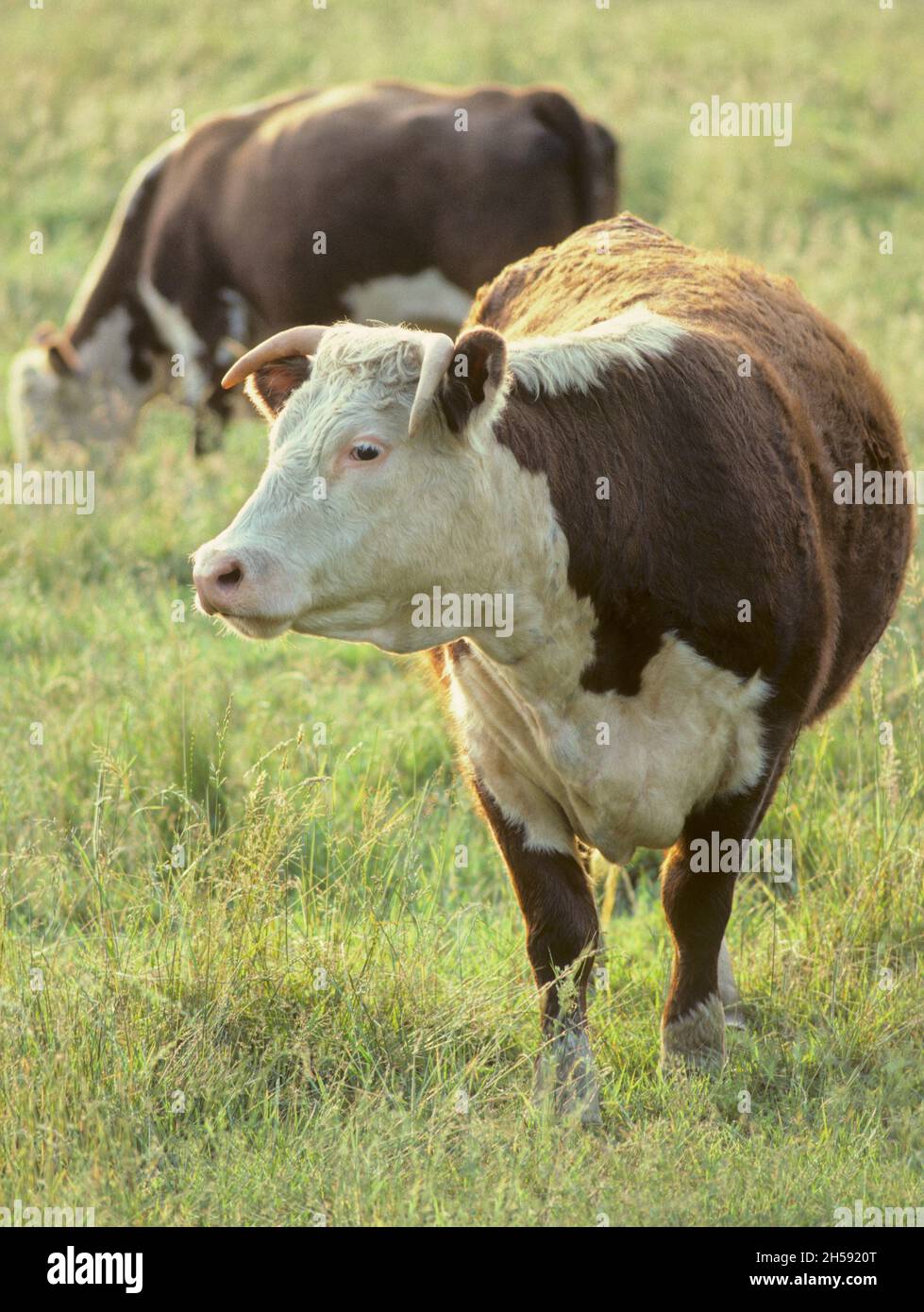 Bull steer cattle hi-res stock photography and images - Alamy