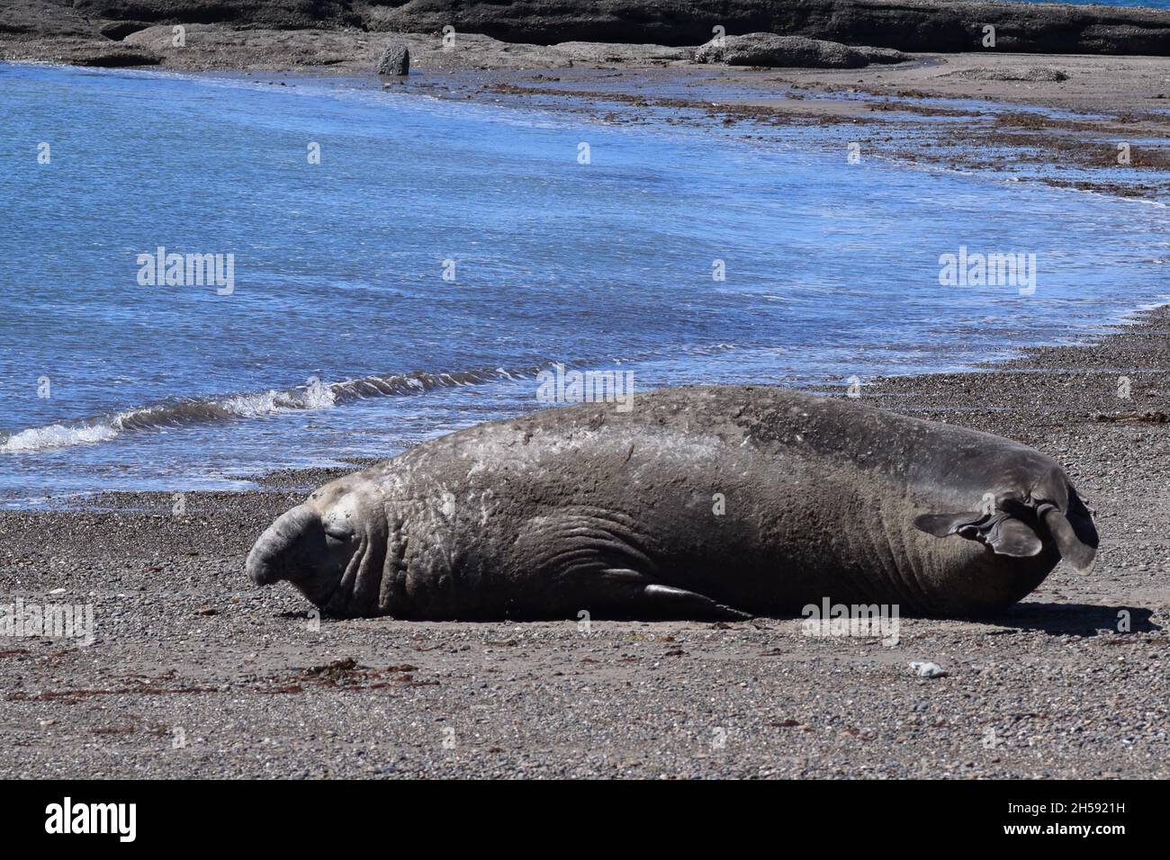 Sea elephants on a beach in Peninsula Valdes Stock Photo - Alamy