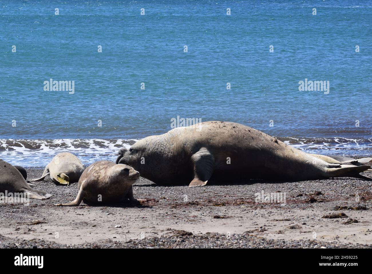 Sea elephants hi-res stock photography and images - Alamy