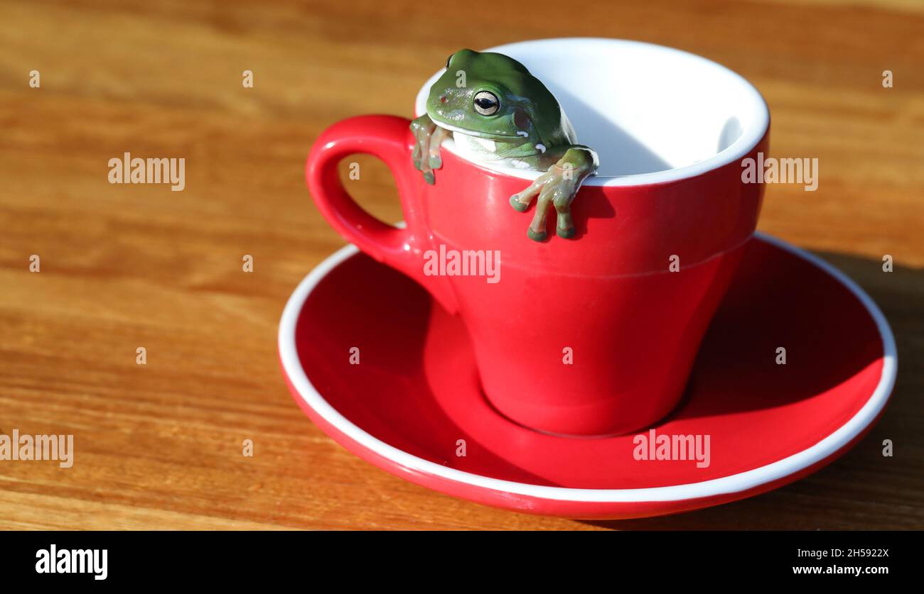 Australian tea tree hi-res stock photography and images - Alamy