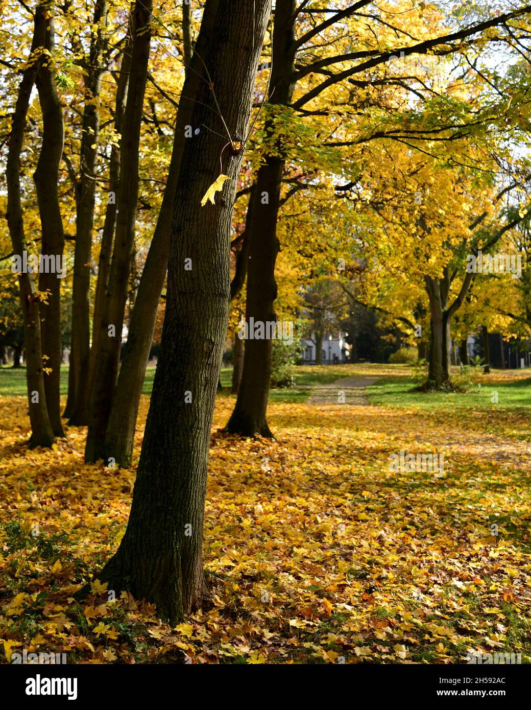 City park in fall foliage and golden october hi-res stock photography ...