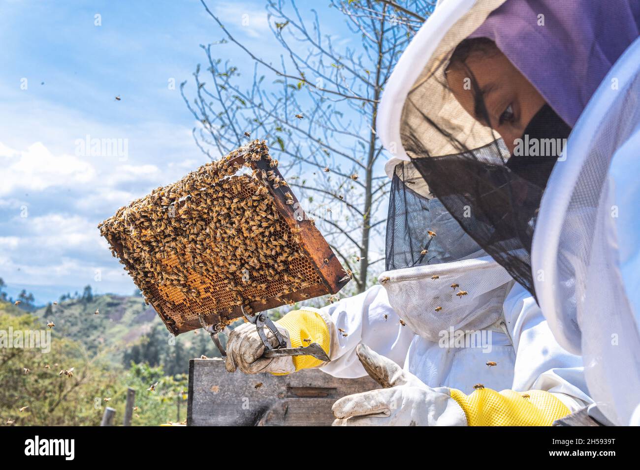 Field monitor hi-res stock photography and images - Alamy