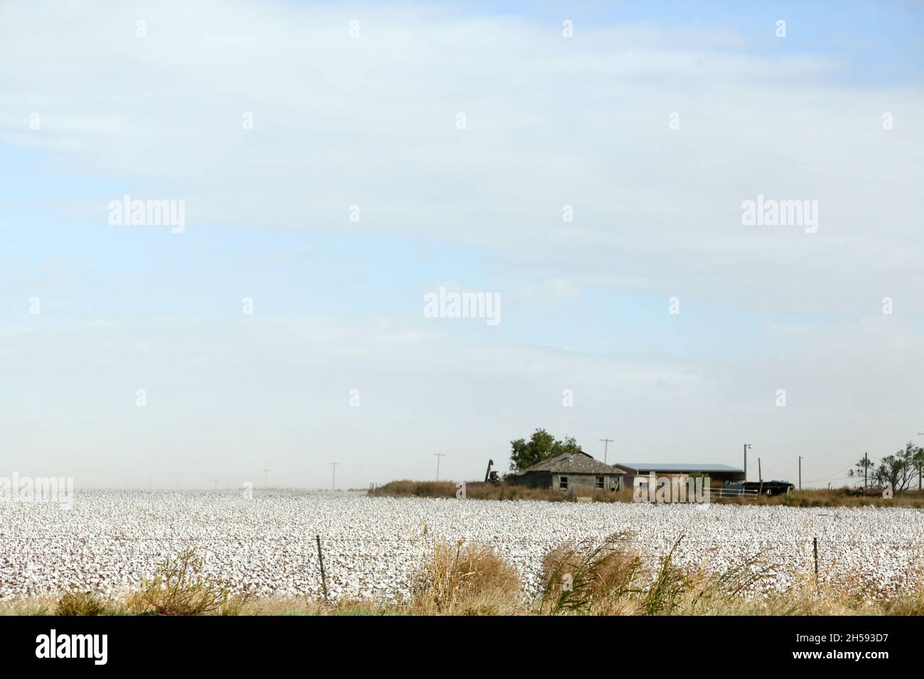 Texas cotton fields hi-res stock photography and images - Alamy