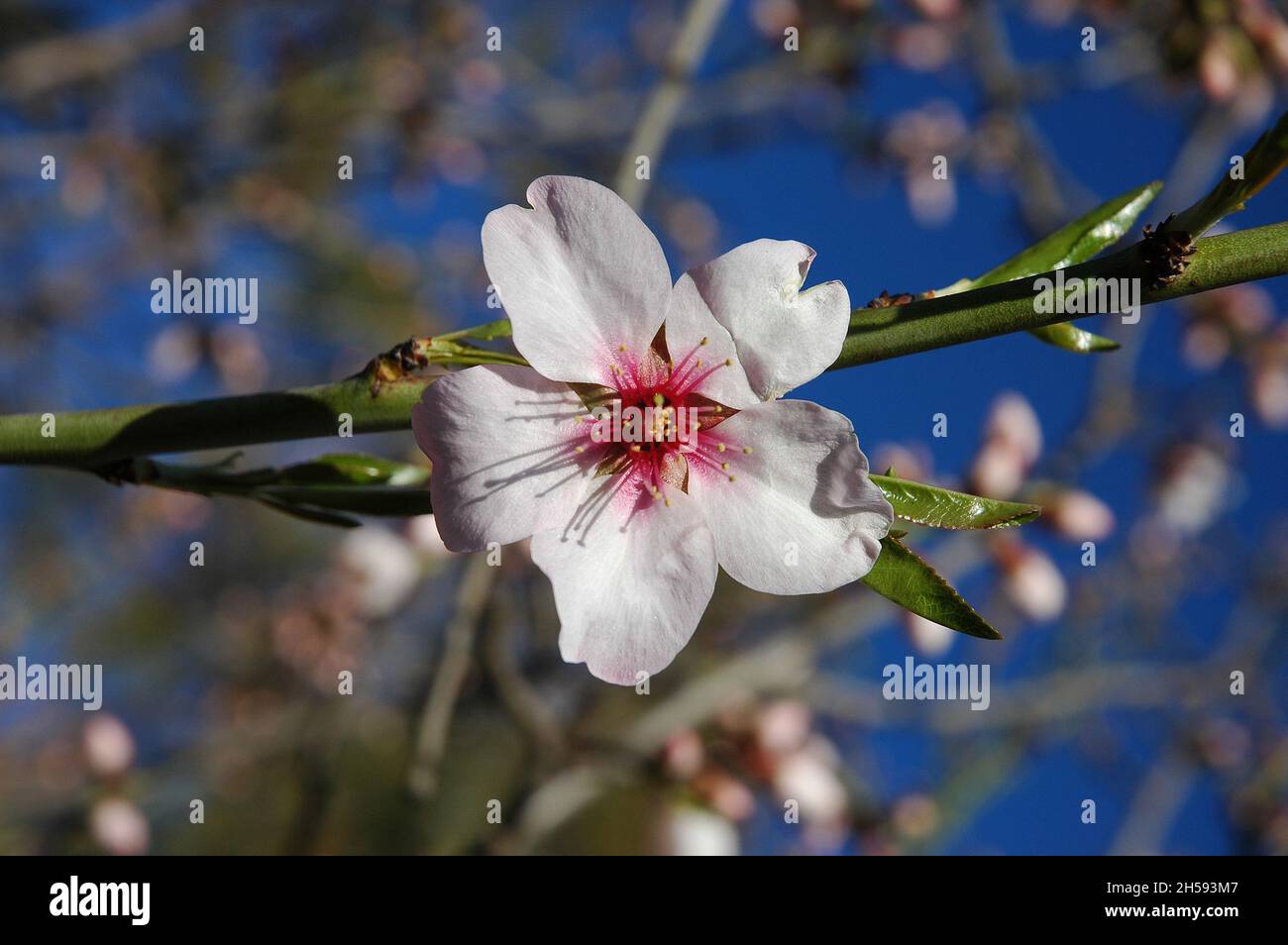The almond tree when it blooms Stock Photo - Alamy