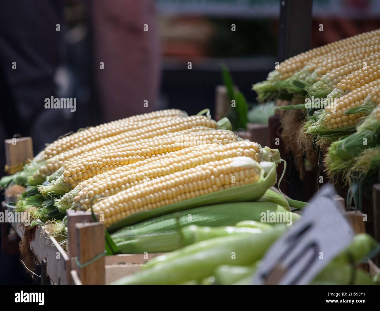 Picture of a group of sweet corn cobs harvested and ready for being ...