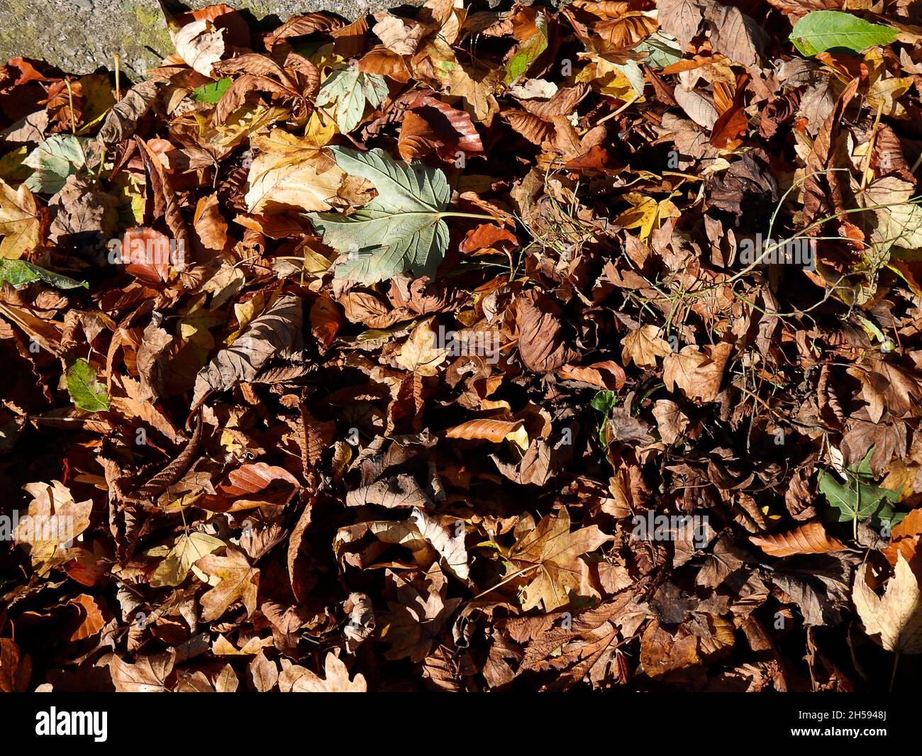 The Multi Coloured leaves of Autumn in Padiham Lancashire.These were in ...