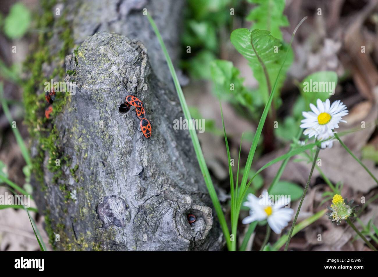 Picture of firebugs on a tree. The firebug, Pyrrhocoris apterus, is a ...