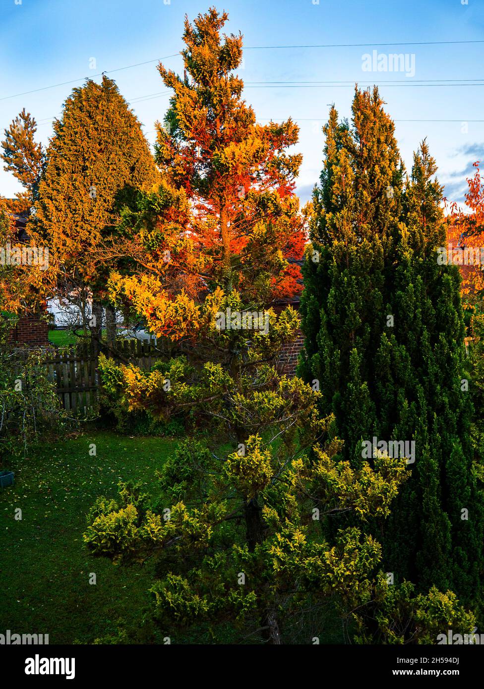 The autumn colours in my garden in Lancashire England. I have 18 trees ...
