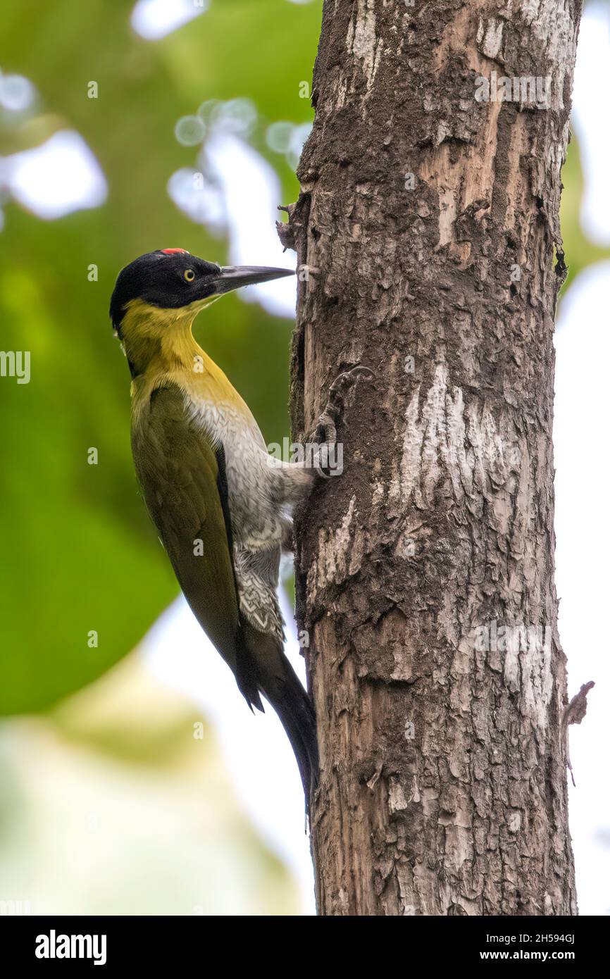Image of Black-headed Woodpecker (Picus erythropygius)perched on a tree ...