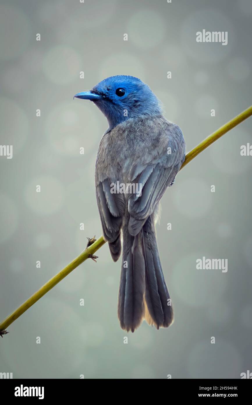 Female black naped blue flycatcher hi-res stock photography and images ...