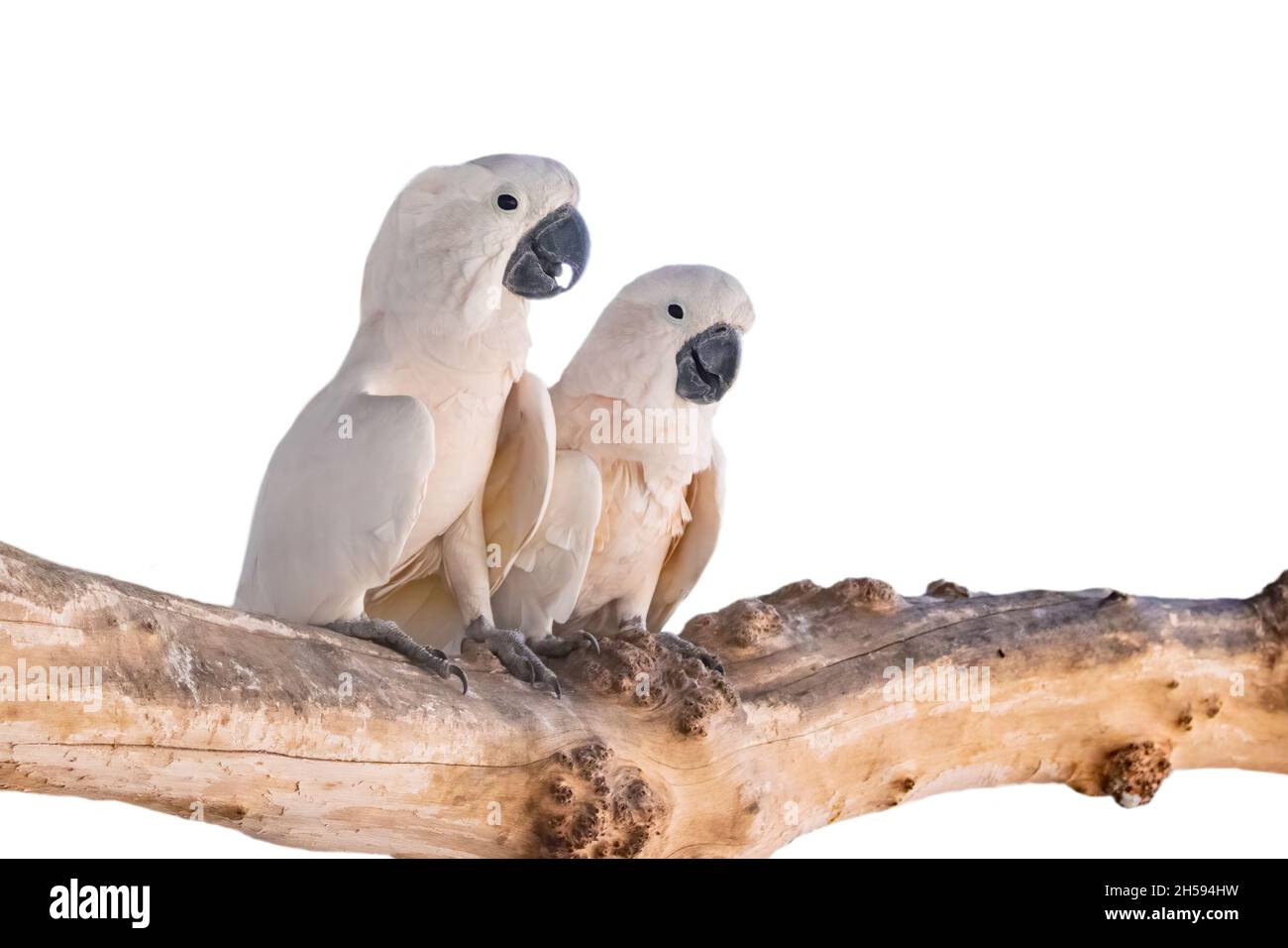 White parrots hi-res stock photography and images - Alamy