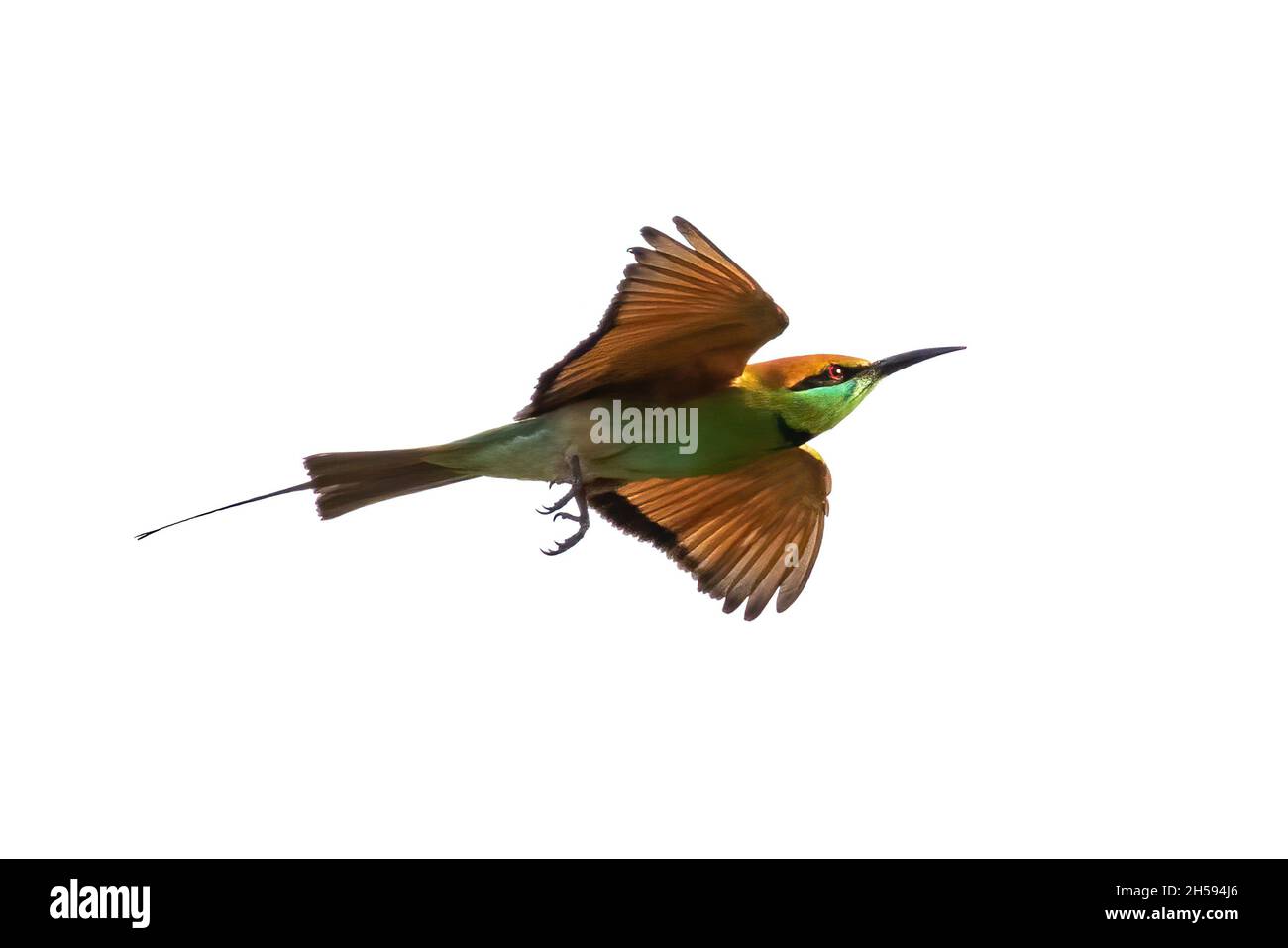 Image of chestnut-headed bee-eater bird (Merops leschenaulti) flying on ...