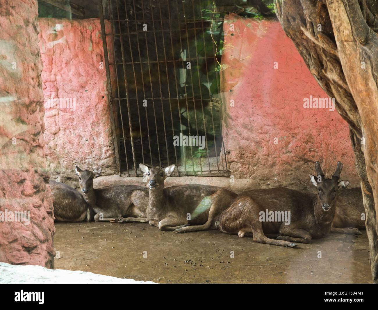 Malabon City, Philippines. 07th Nov, 2021. A herd of Philippine deer ...