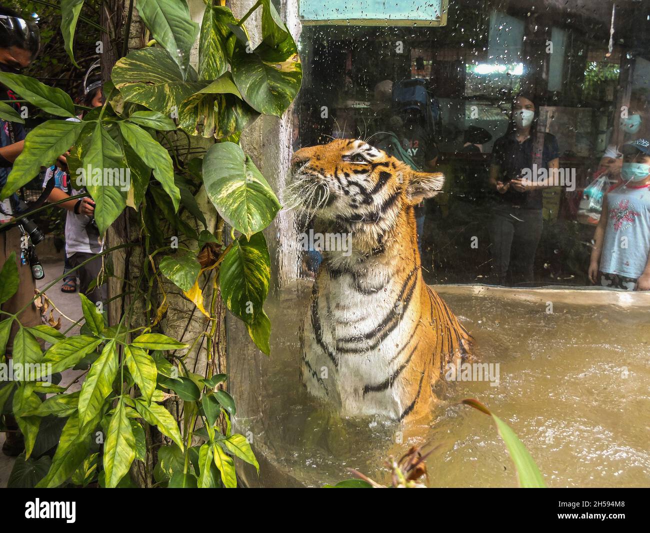 Malabon City, Philippines. 07th Nov, 2021. A Panthera tigris or tiger ...