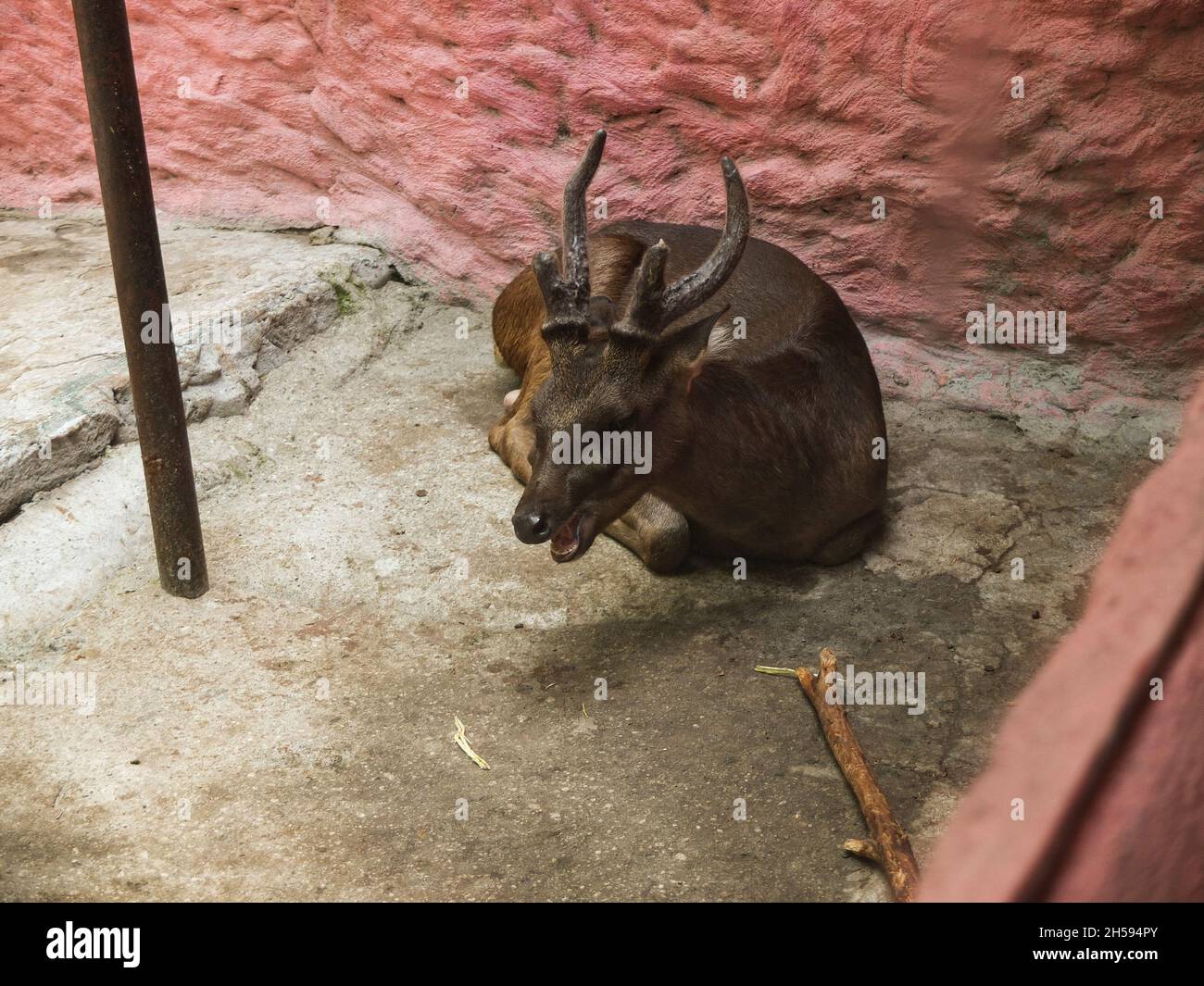 Malabon City, Philippines. 07th Nov, 2021. A Philippine deer, also ...