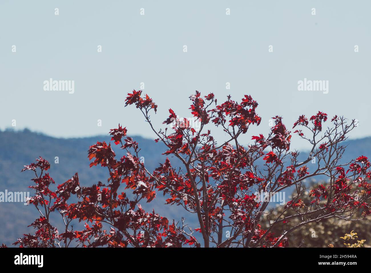 tree with burgundy red leaves and mountains in the background shot in ...