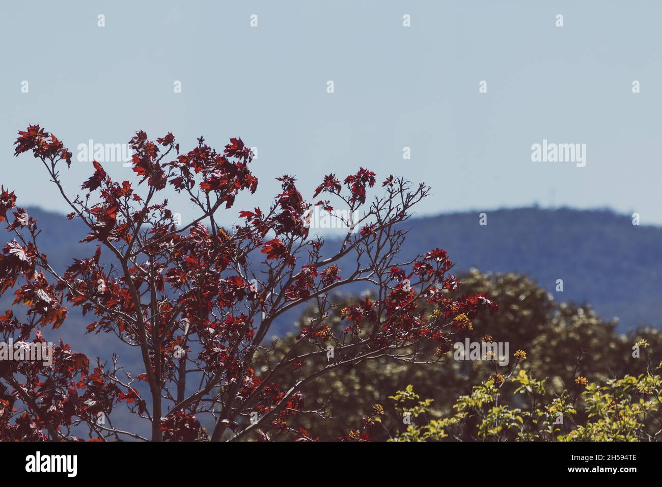 tree with burgundy red leaves and mountains in the background shot in ...