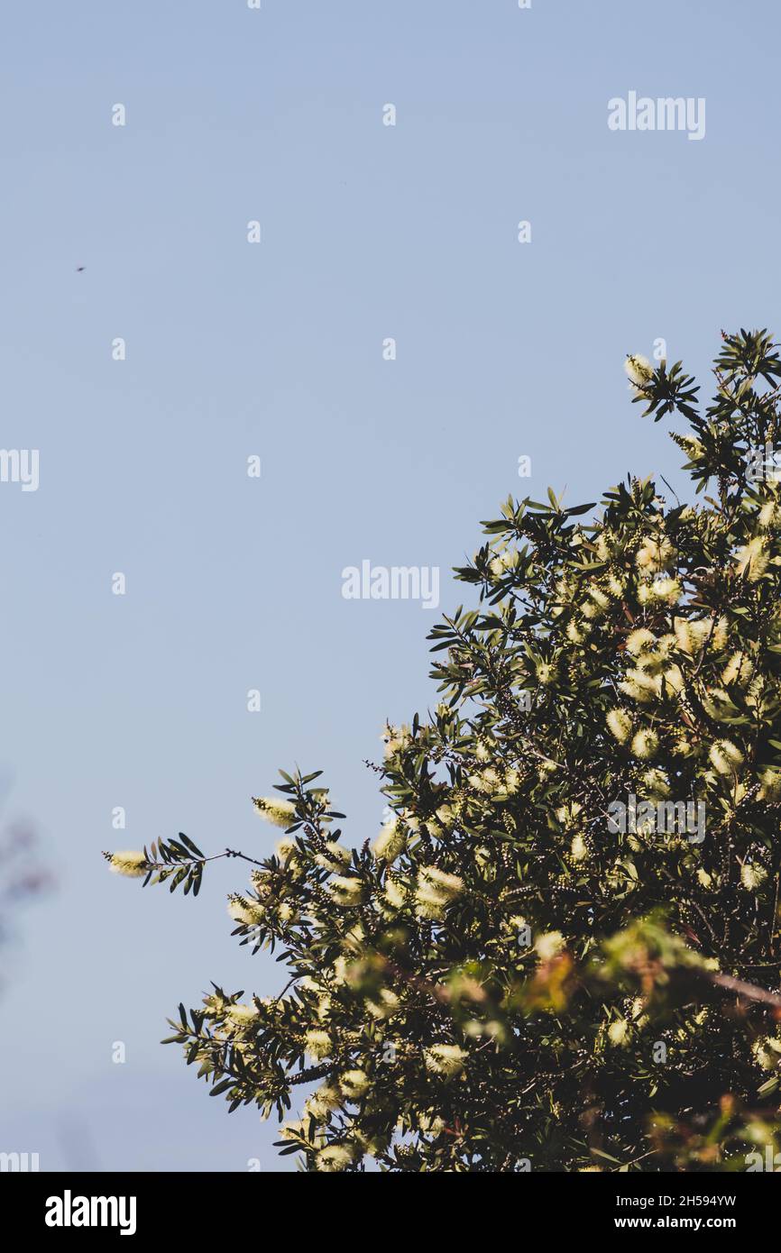 native Australian bottlebrush callistemon with yellow flowers outdoor ...