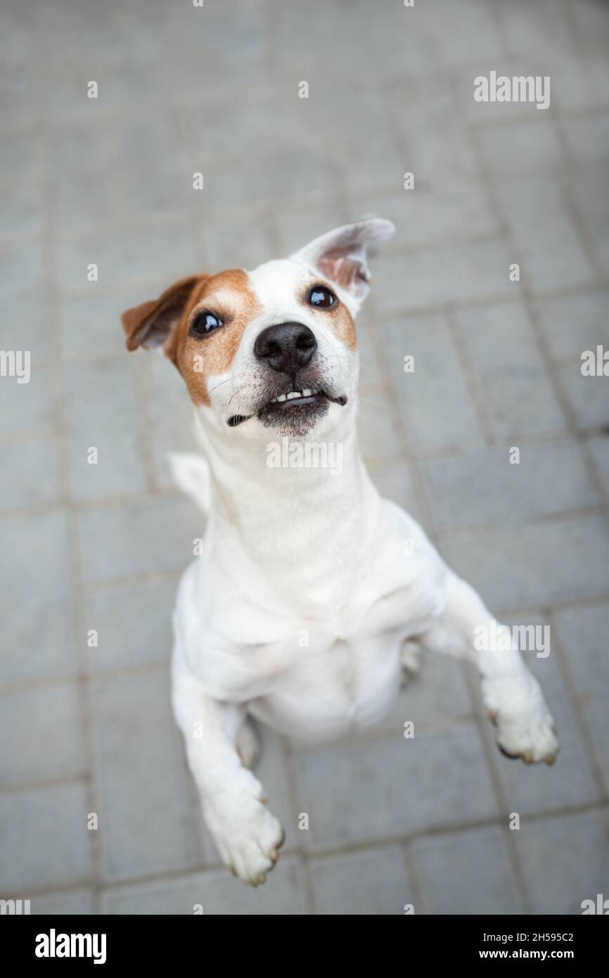 The dog stands on its hind legs and begs for food. Jack Russell Terrier ...