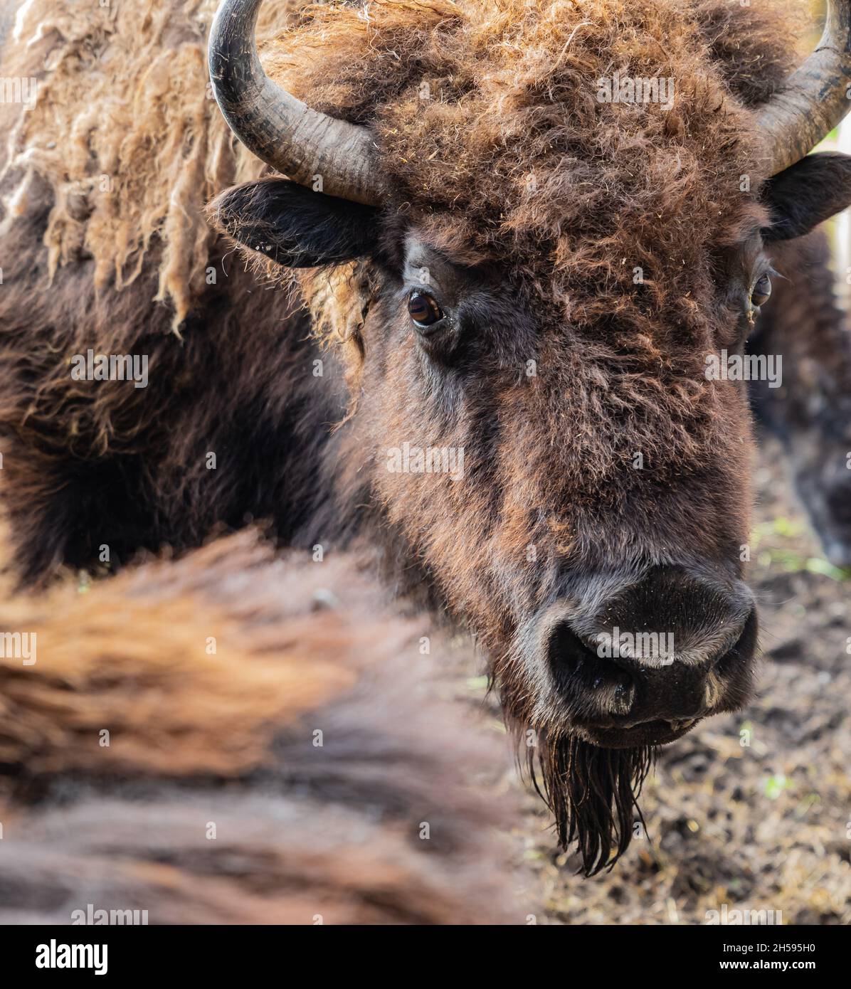 Female bison hi-res stock photography and images - Alamy