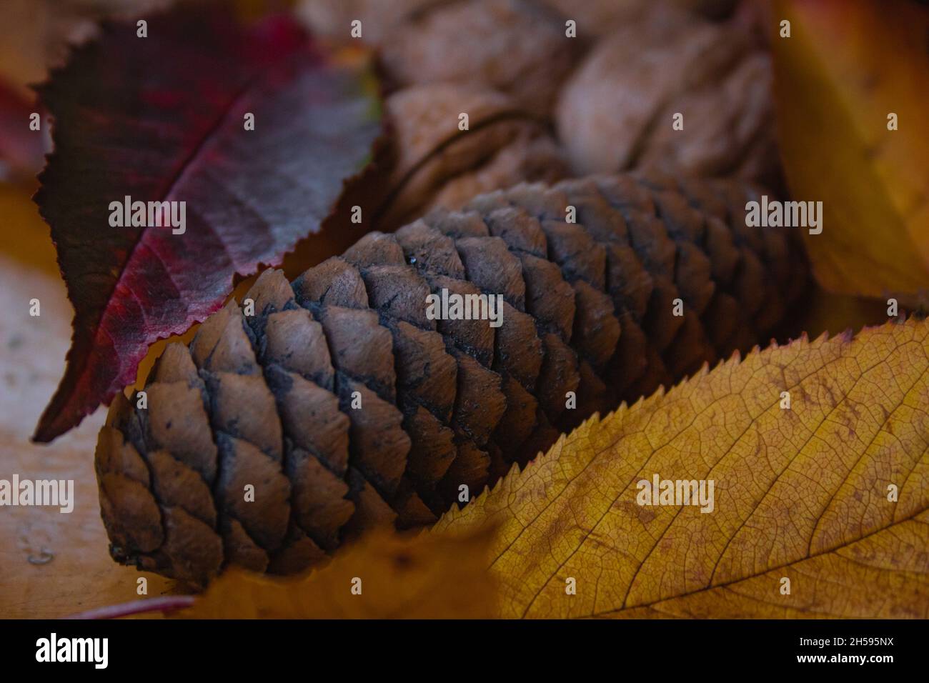 Pinecone texture hi-res stock photography and images - Alamy