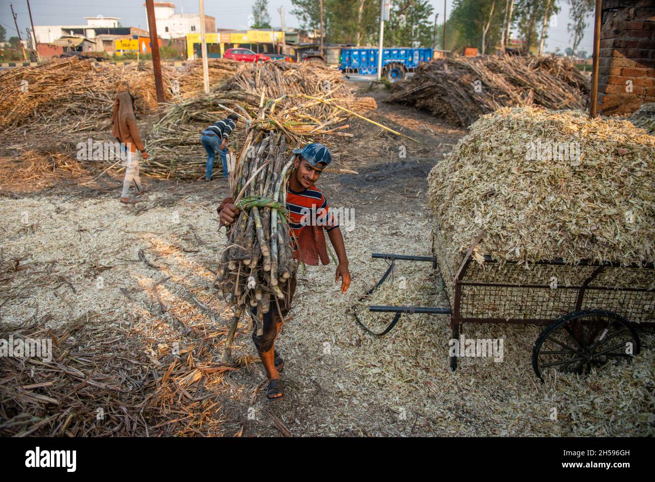 A worker transports sugarcane bunch at Jaggery production unit in lower ...