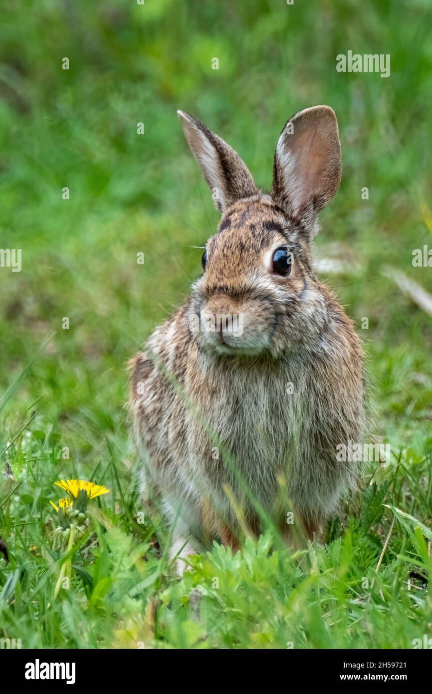 An Eastern Cottontail Rabbit (Sylvilagus floridanus) posing for a sunny ...
