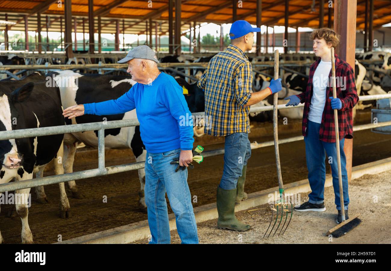 Boy farmer feeding cows hi-res stock photography and images - Alamy