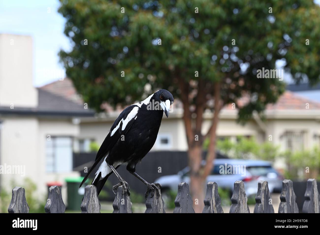 Australian magpie balancing on a wooden picket fence in a suburban ...
