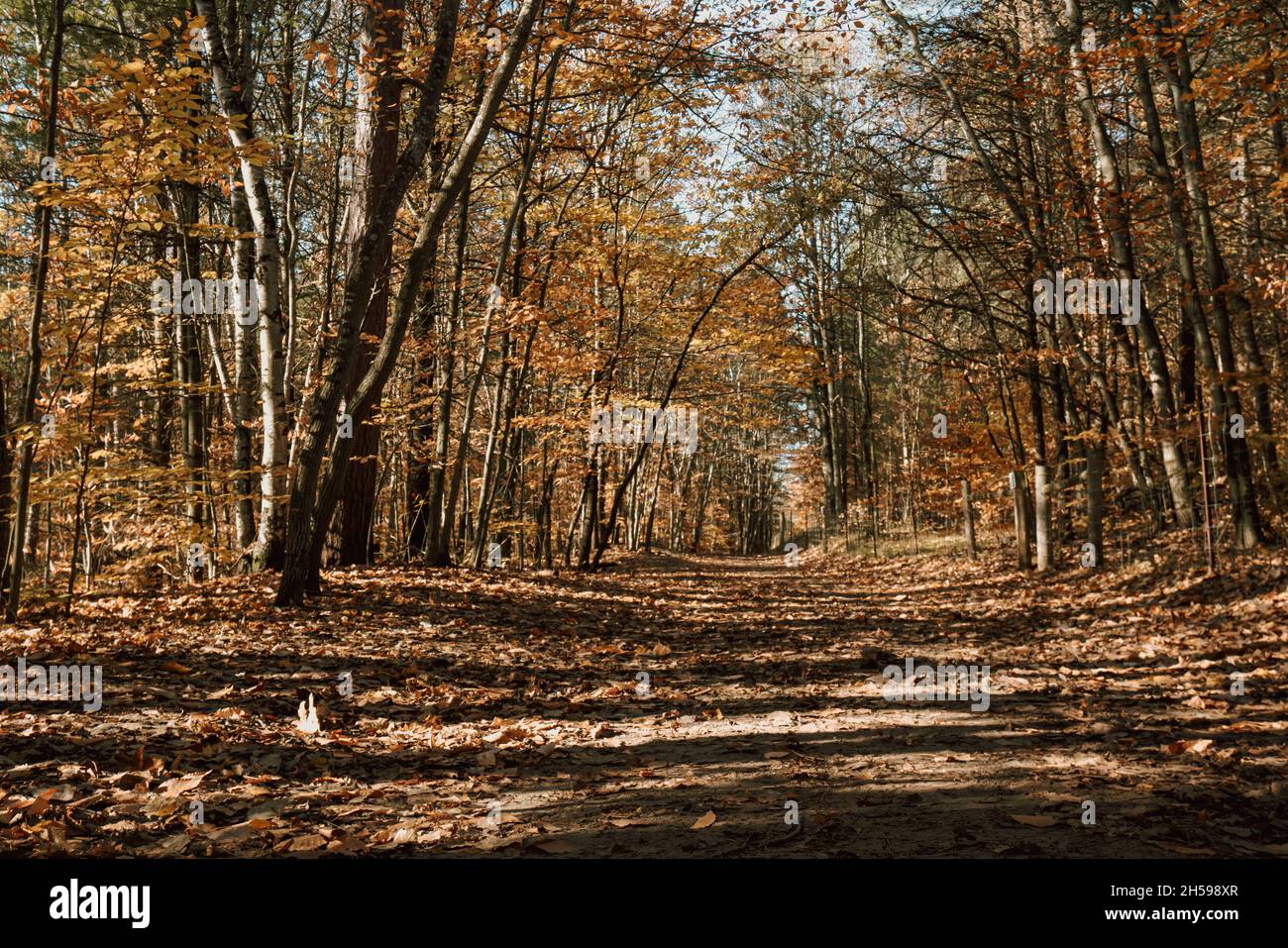 sun shining on a hiking trail inside forest autumn fall season Stock ...