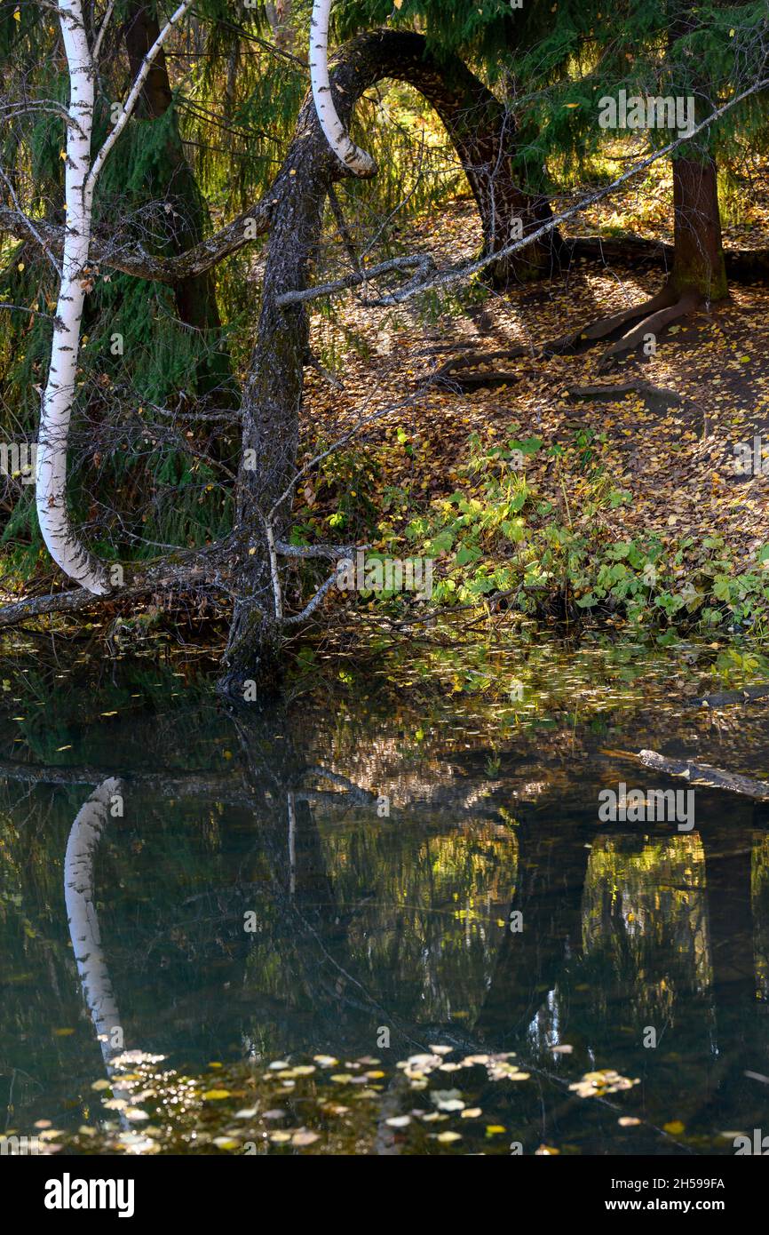 Winding trees in the autumn forest and their reflection in the lake ...