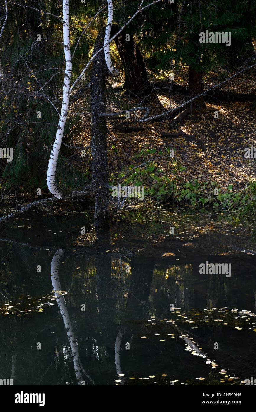 Winding trees in the autumn forest and their reflection in the lake ...