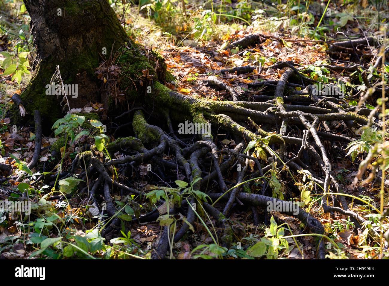 The interlacing of tree roots against the background of strips of ...