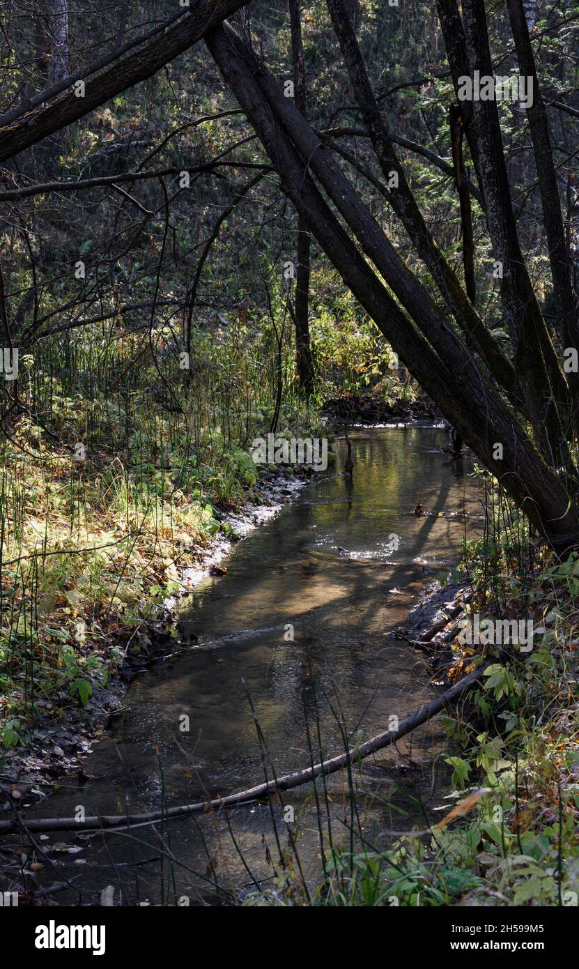 A dense autumn forest with a stream and leaning trees Stock Photo - Alamy