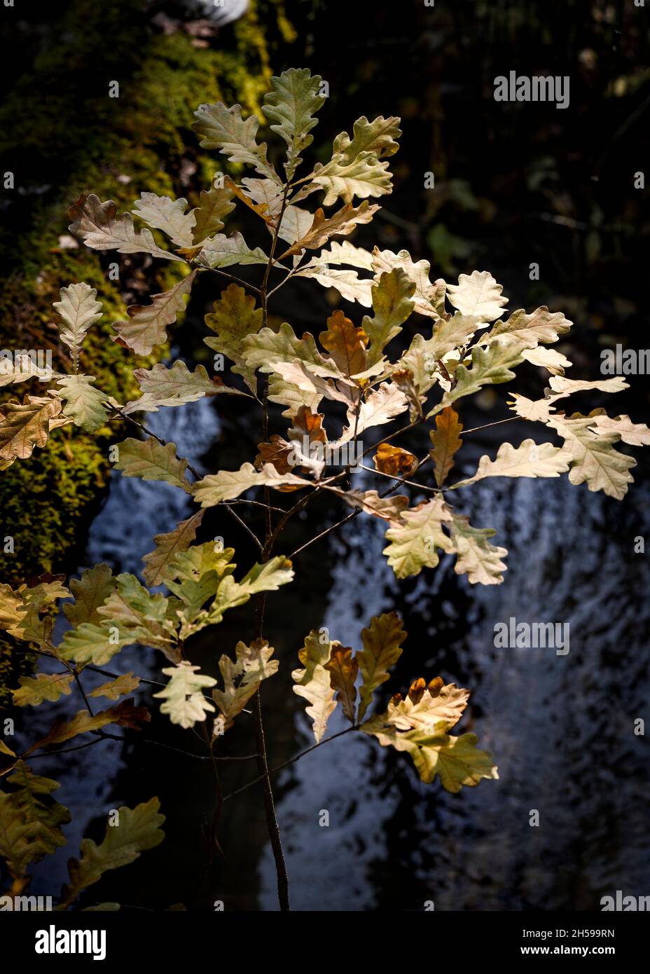 Yellowed branches of a young oak in an autumn forest with a stream and ...