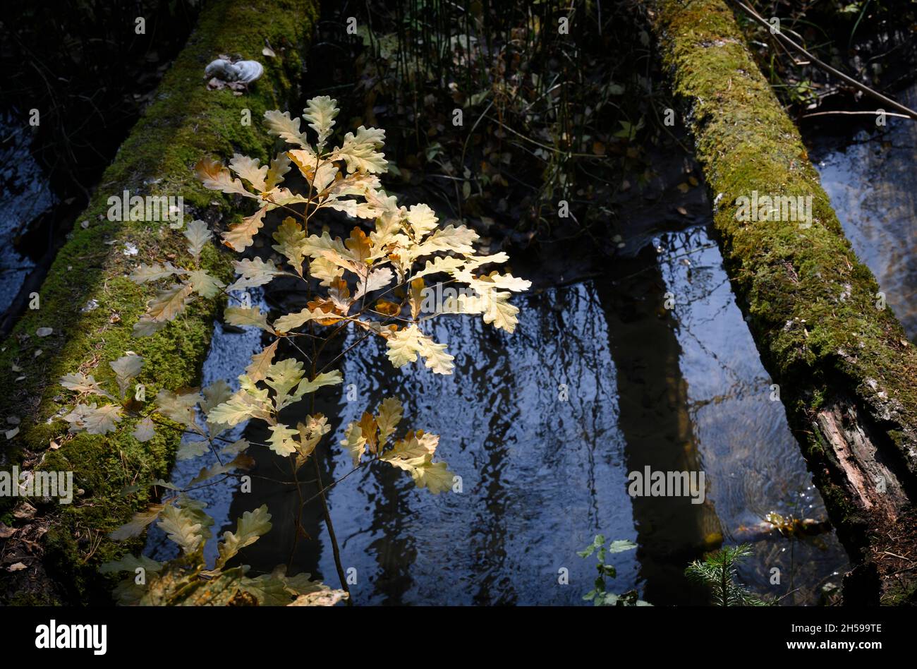 Yellowed branches of a young oak in an autumn forest with a stream and ...