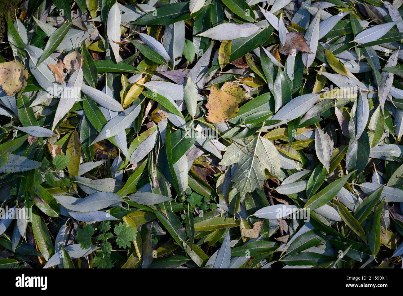 Strewn at random hi-res stock photography and images - Alamy