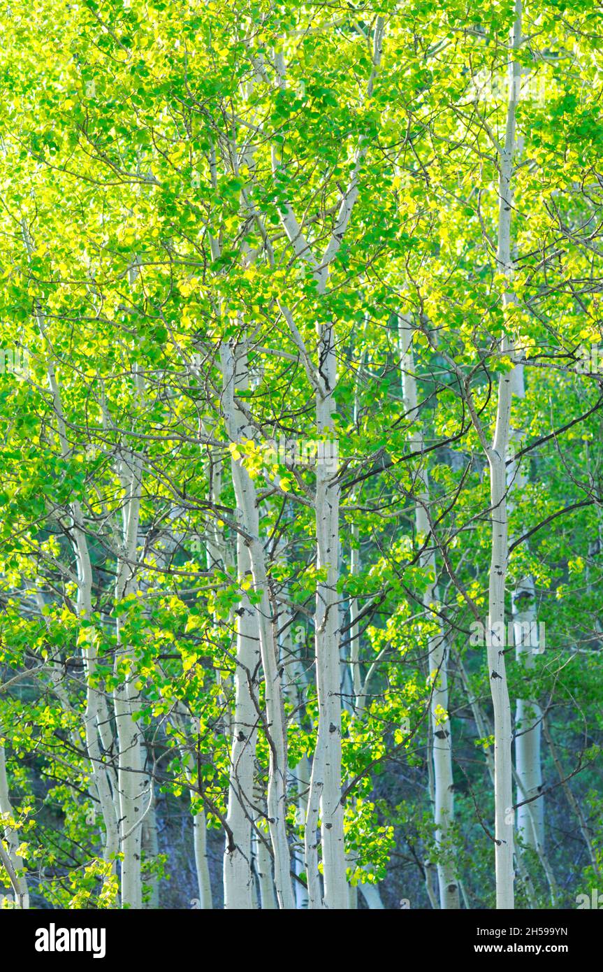 Aspen trees summer hi-res stock photography and images - Alamy