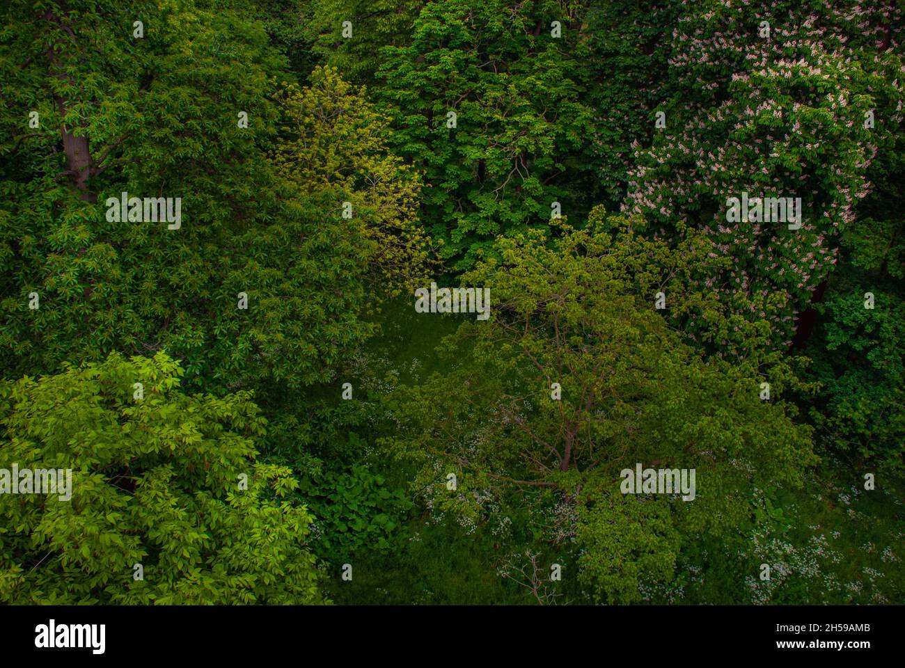 Beautiful of large trees forest in spring, High angle view Stock Photo ...