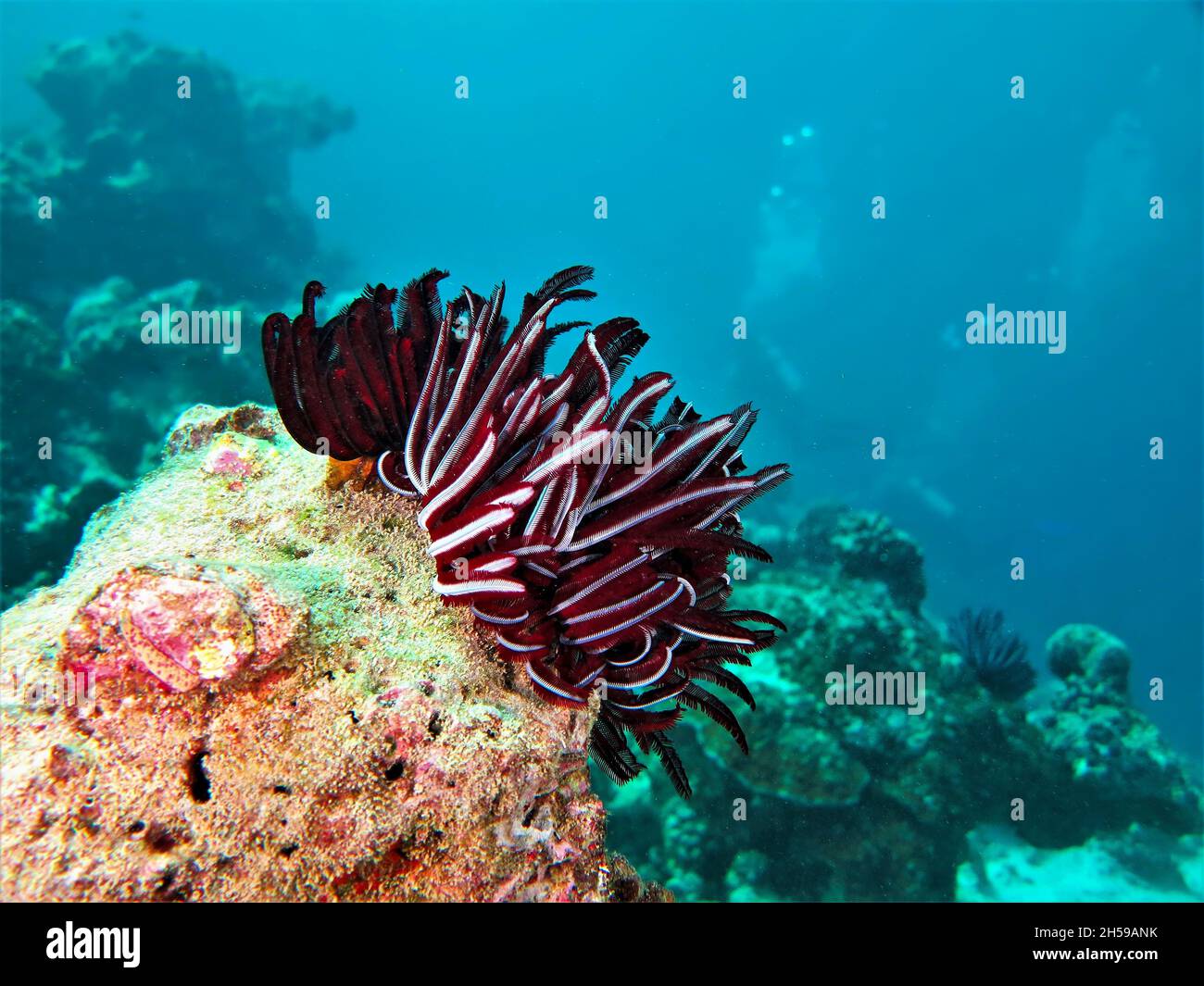 Deep sea anemone hi-res stock photography and images - Alamy