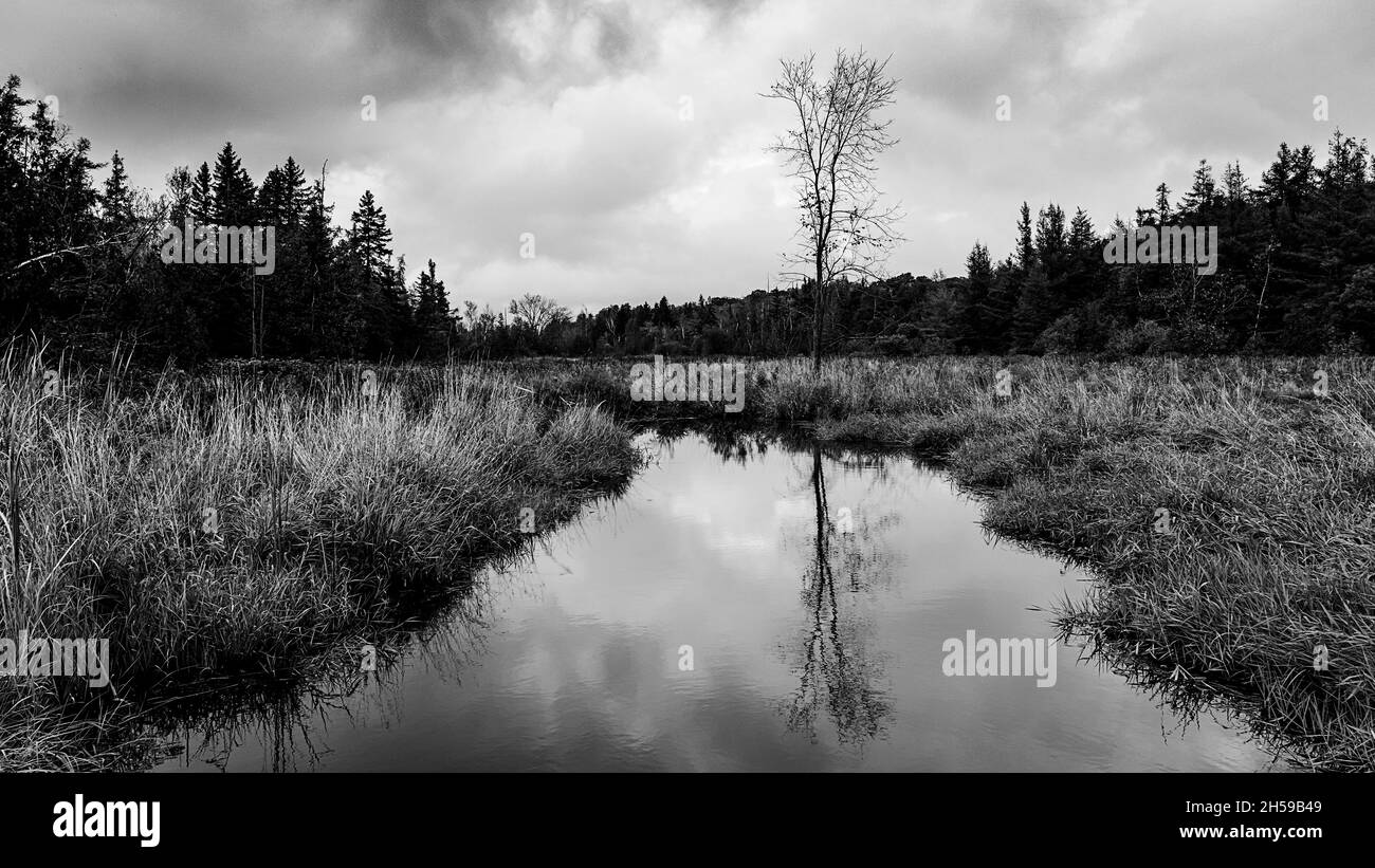 Pine tree maple Black and White Stock Photos & Images - Alamy