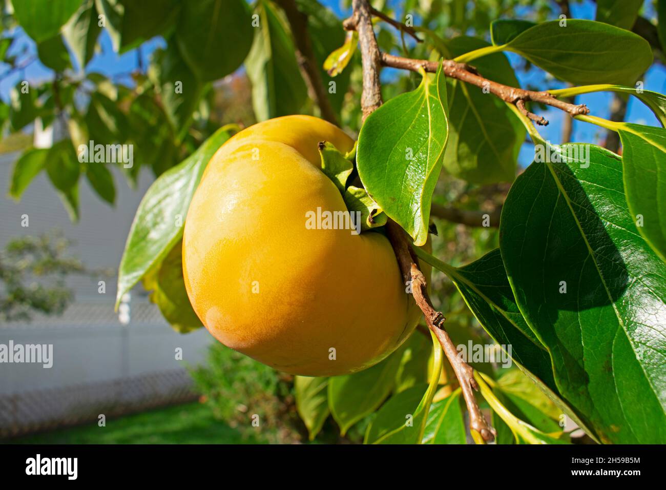 Large, golden colored, persimmon fruit hanging on a branch of a ...