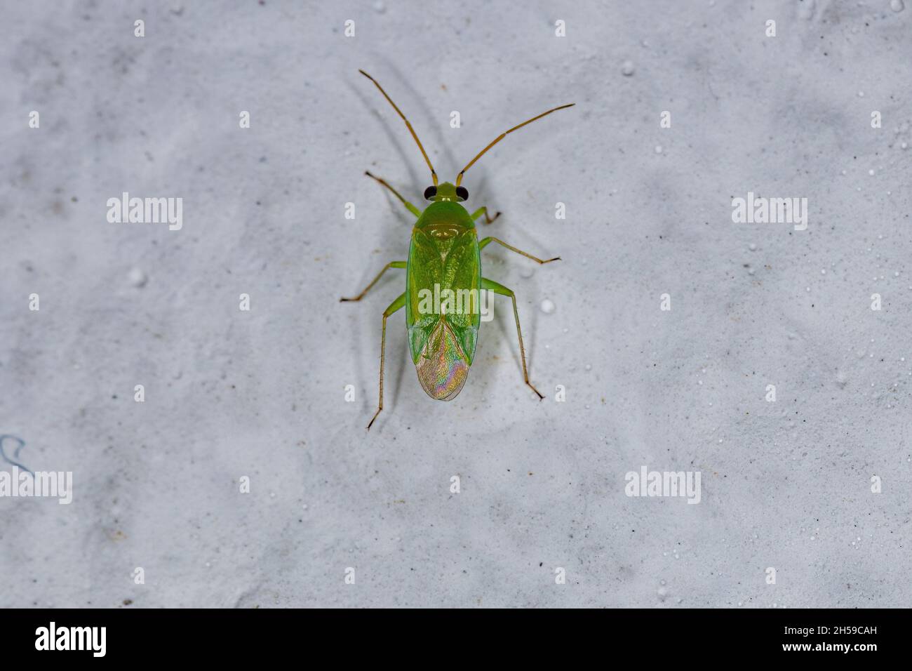 Miridae family hi-res stock photography and images - Alamy