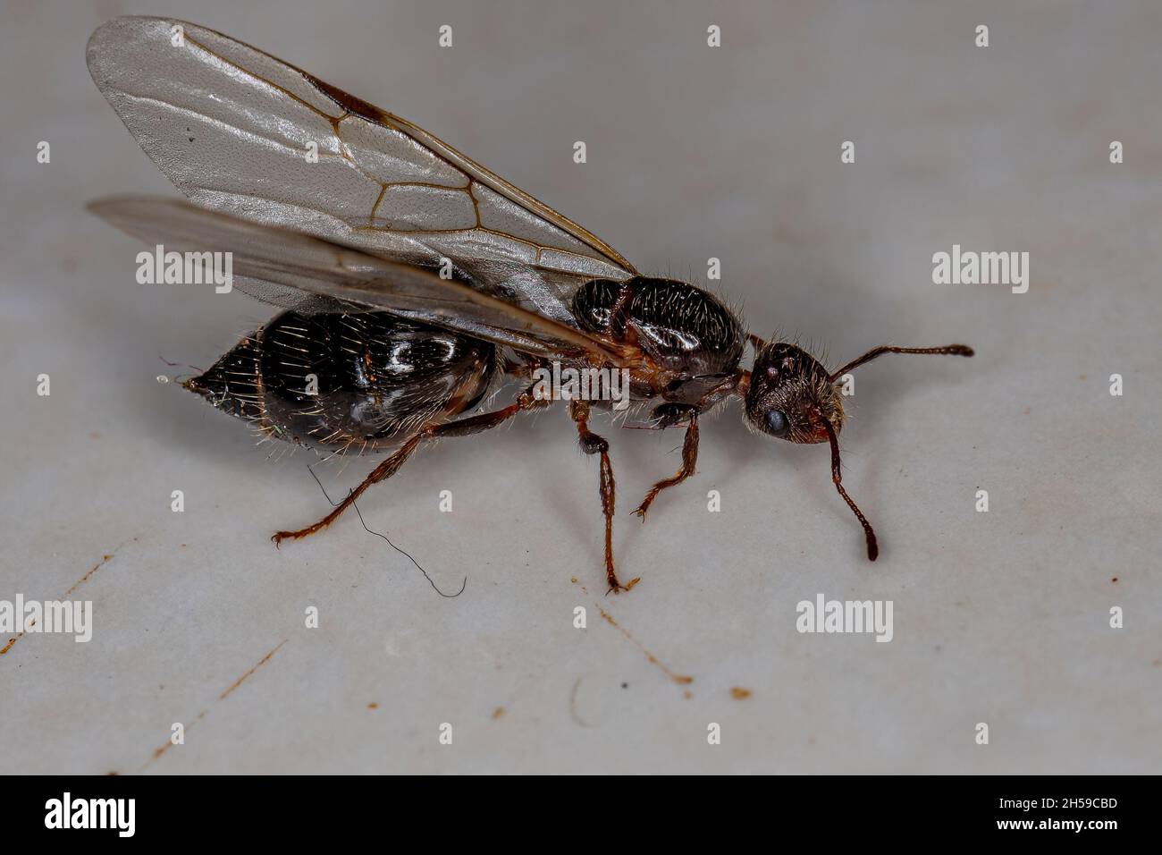 Adult Female Winged Cocktail Queen Ant of the Genus Crematogaster Stock ...